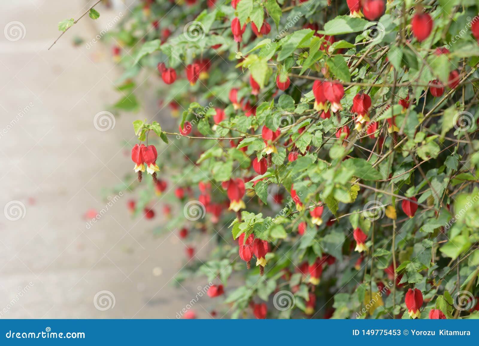 Trailing abutilon stock image. Image of growth, floral - 149775453
