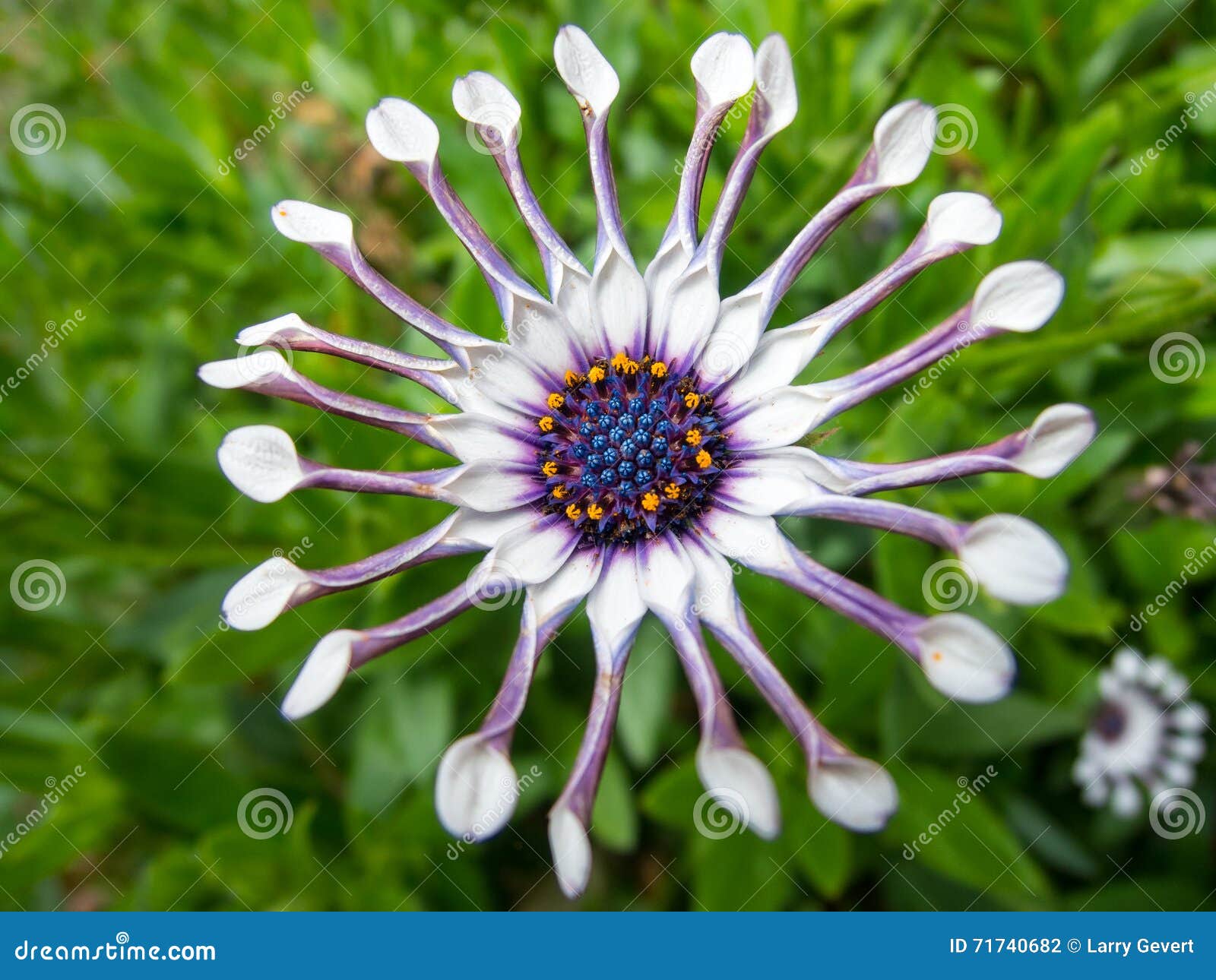 Trailing African Daisy stock photo. Image of color, green - 71740682