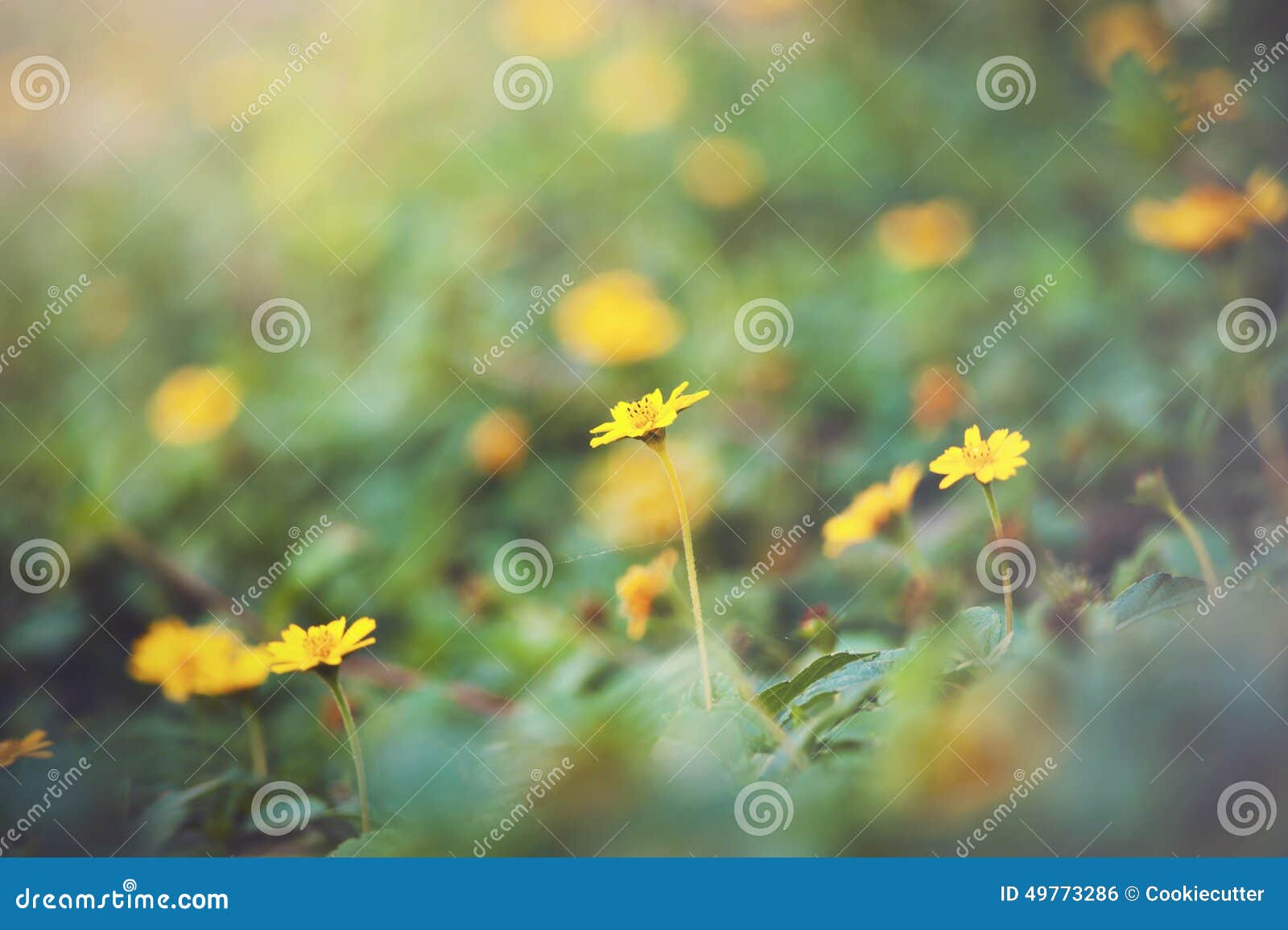 Trailing daisy stock photo. Image of climate, green, forest - 49773286