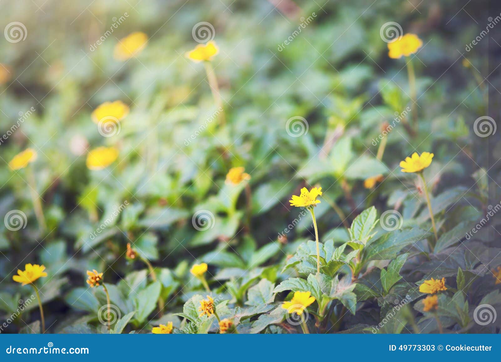 Trailing daisy stock image. Image of california, green - 49773303
