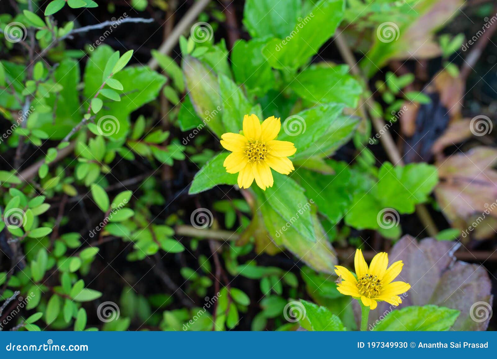 Trailing Daisy Flower Blooming with Nectar Stock Photo - Image of ...
