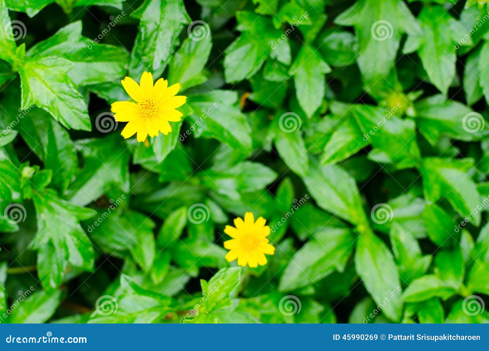 Trailing daisy stock image. Image of yellow, summer, green - 45990269