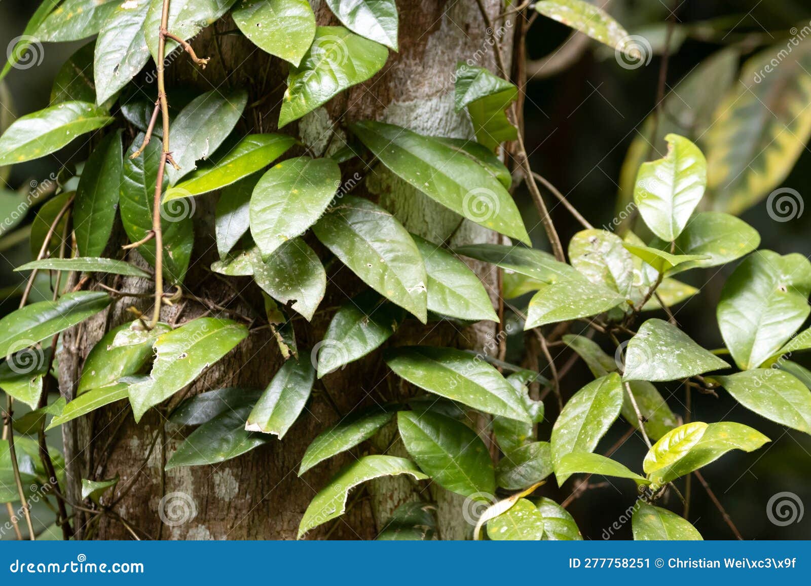 Trailing Fig, Ficus Sagittata, on a Tree Stock Image - Image of ...
