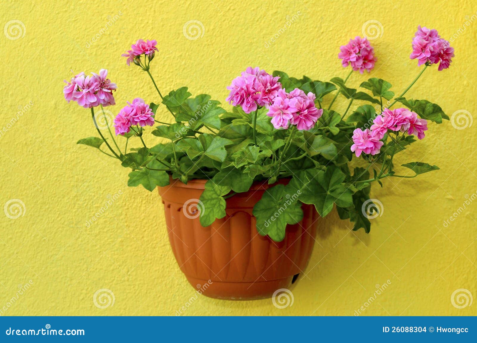 Trailing geranium stock photo. Image of floral, blooms - 26088304