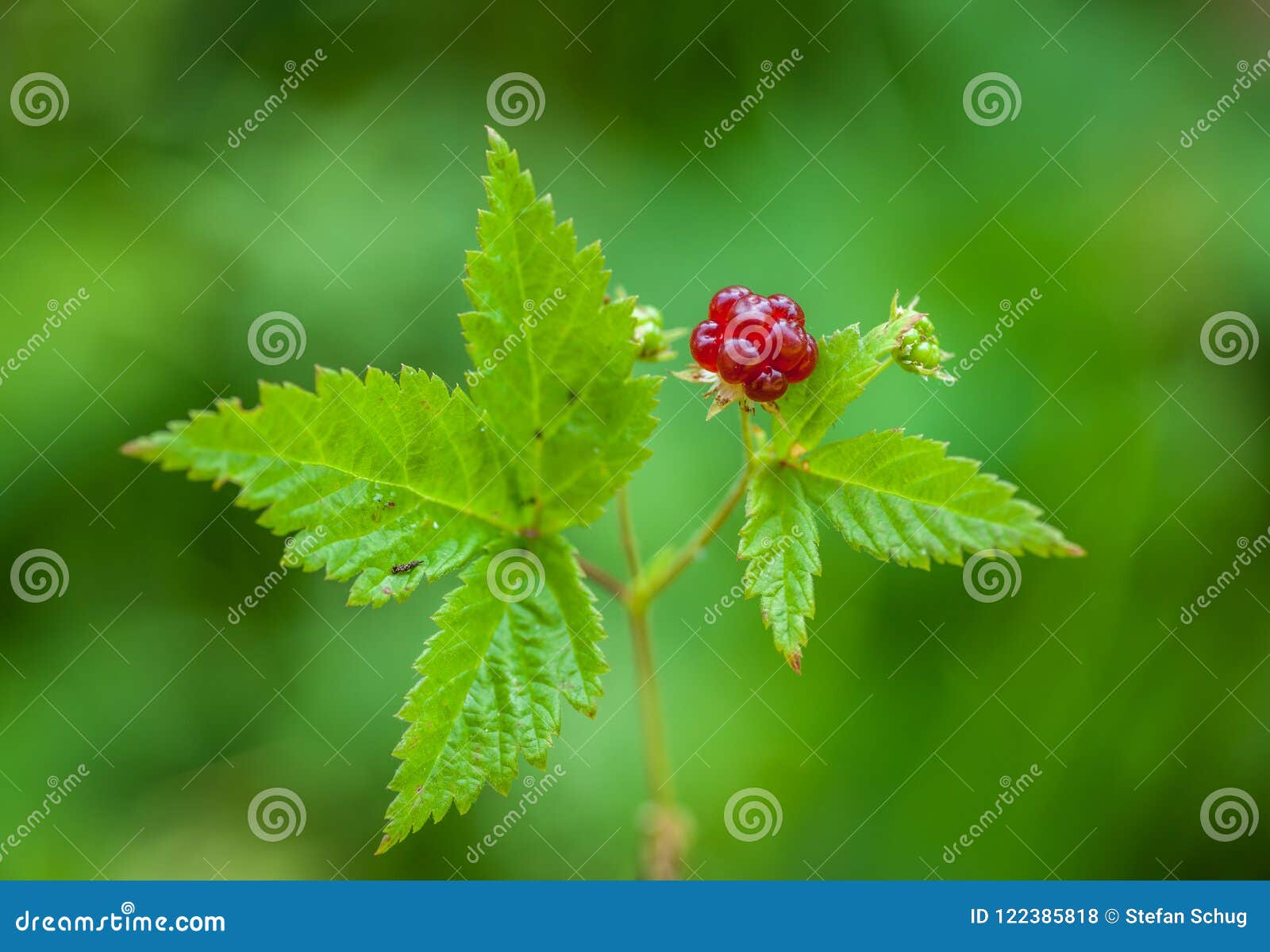 Rubus Pubescens - Trailing Raspberry - Close-Up Stock Photo - Image of ...