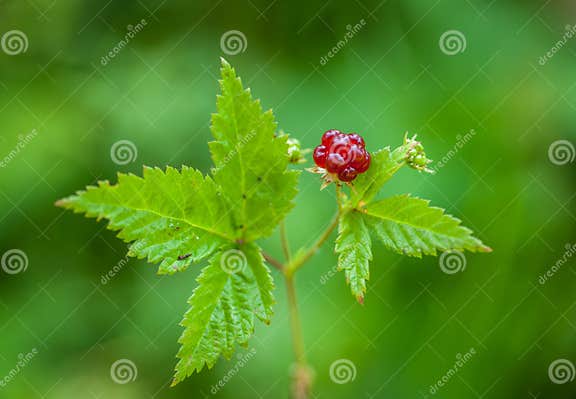 Rubus Pubescens - Trailing Raspberry - Close-Up Stock Photo - Image of ...