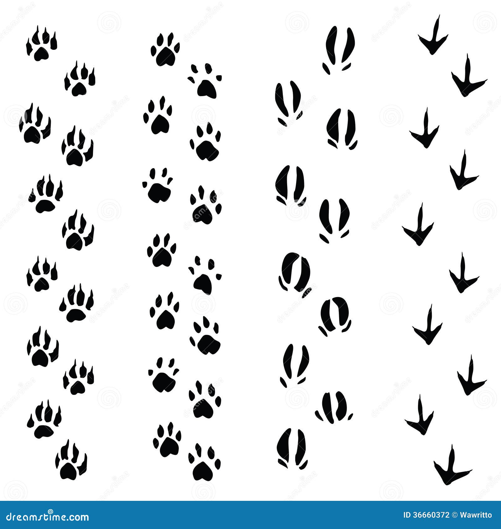 Trails of Animals Steps Isolated on White Backgrou Stock Vector ...
