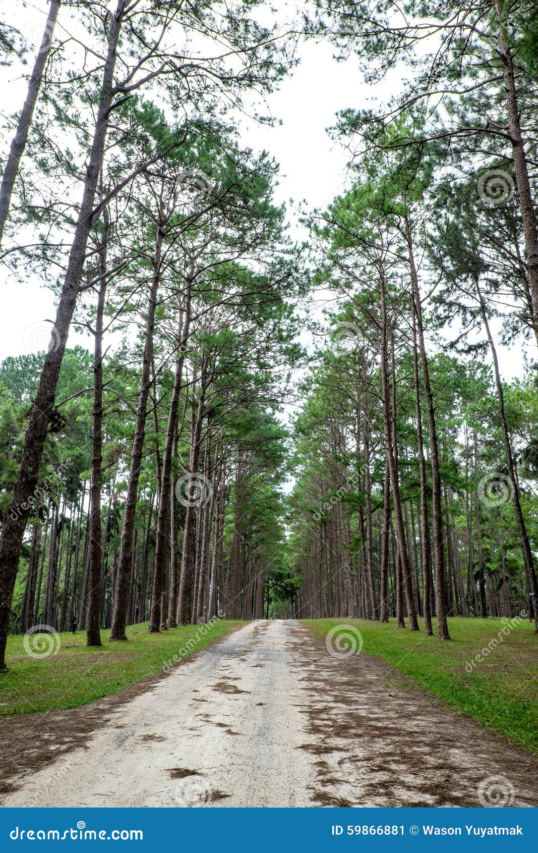 Trails in Black Forest stock image. Image of green, landscape - 59866881