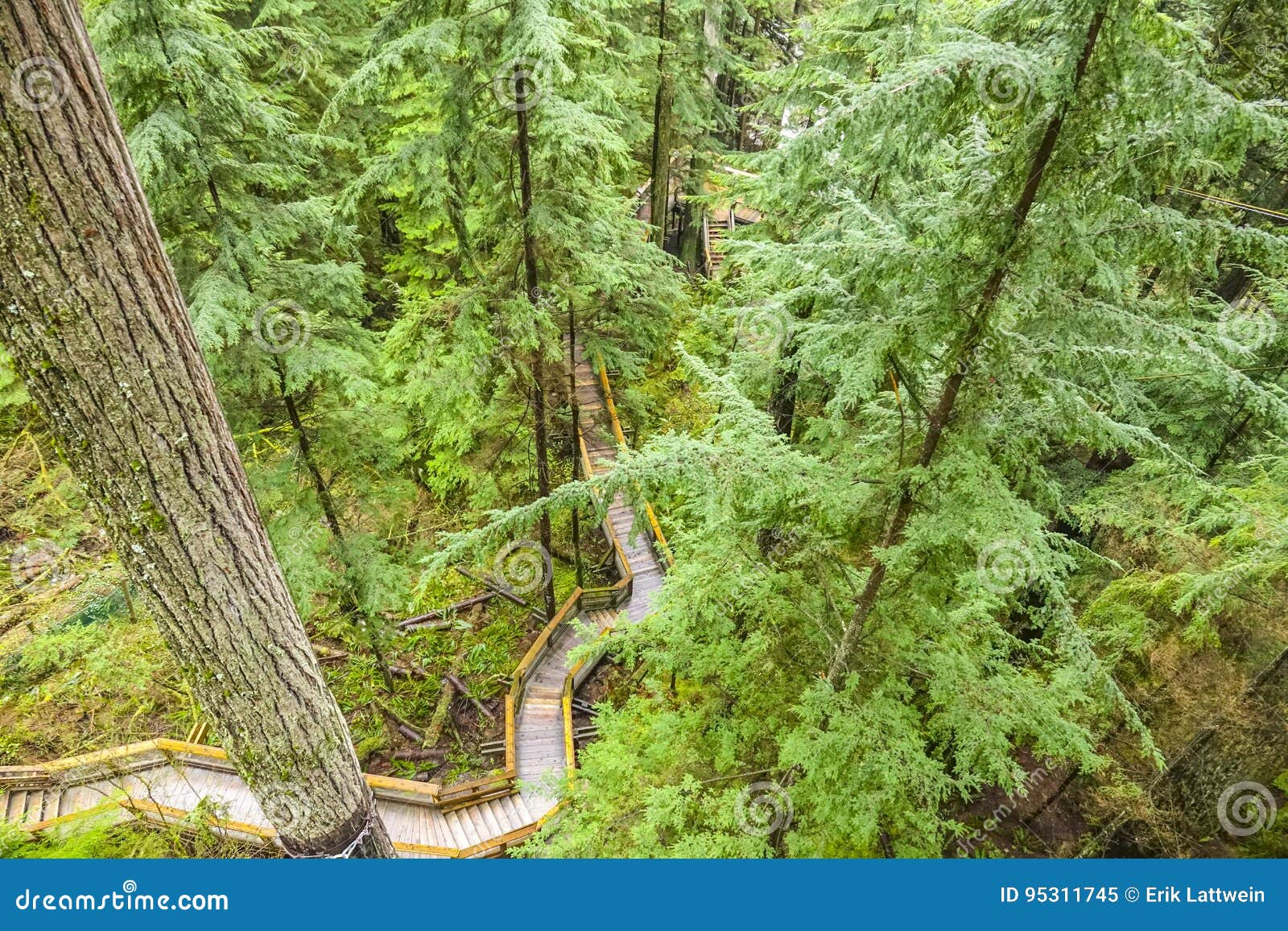 Trails in the Capilano Park for Exploring the Nature - CAPILANO ...