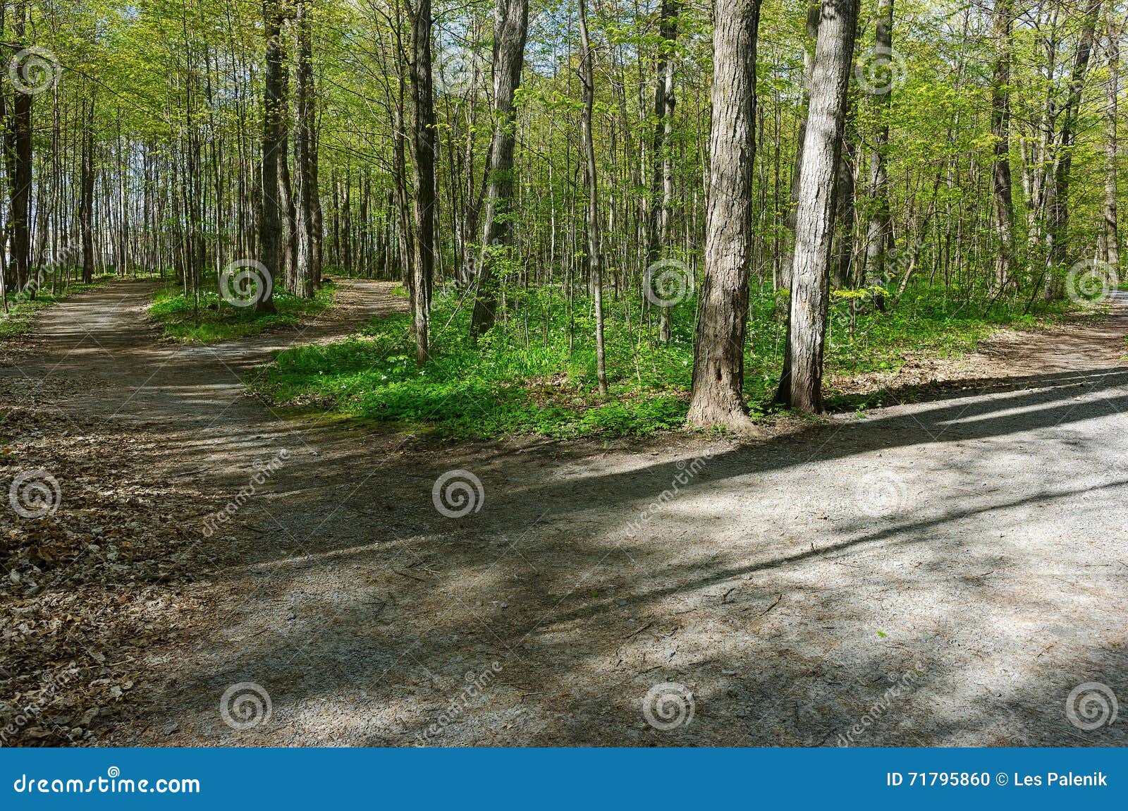 Trails in a forest stock photo. Image of park, native - 71795860
