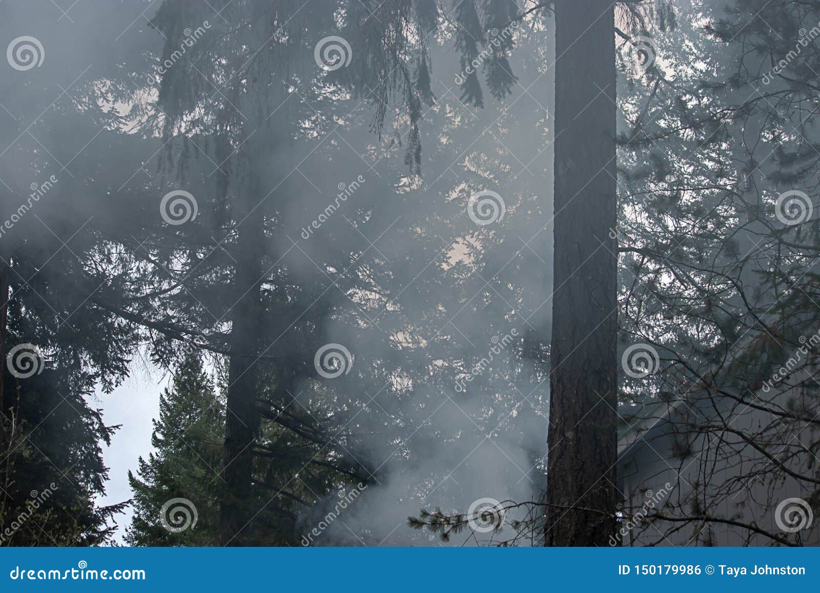 Trails of White Smoke in Pine Trees Rise from Camp Fire Stock Photo ...