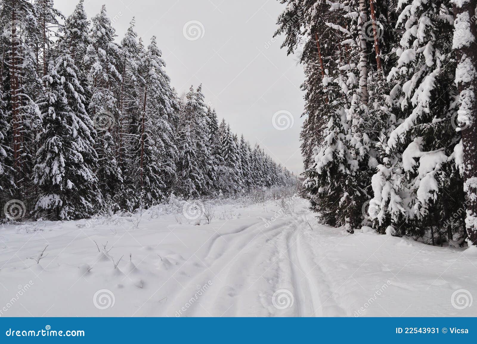 Trails in winter forest stock image. Image of pine, environment - 22543931