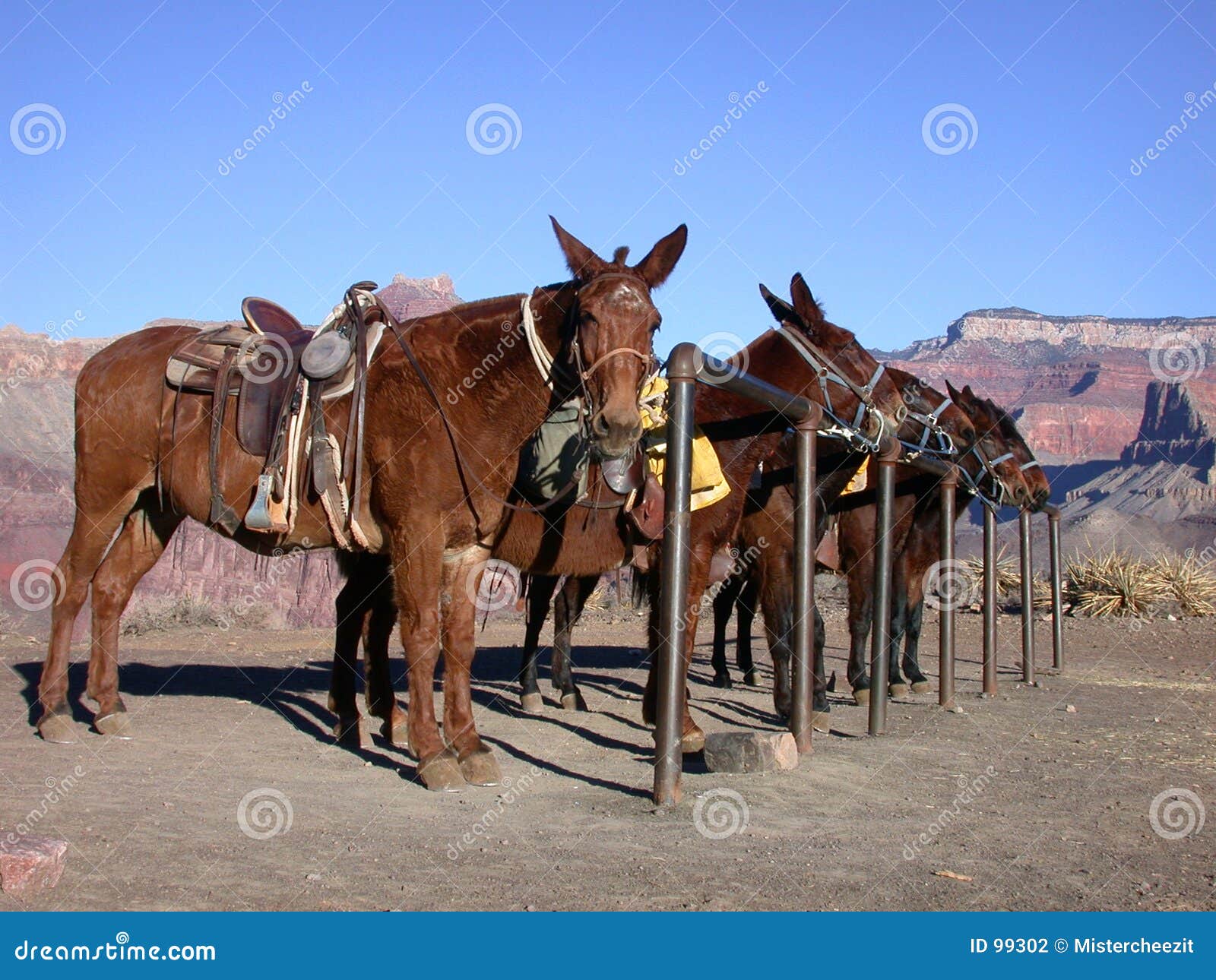 Train de mule photo stock. Image du mulet, cheval, accroc - 99302
