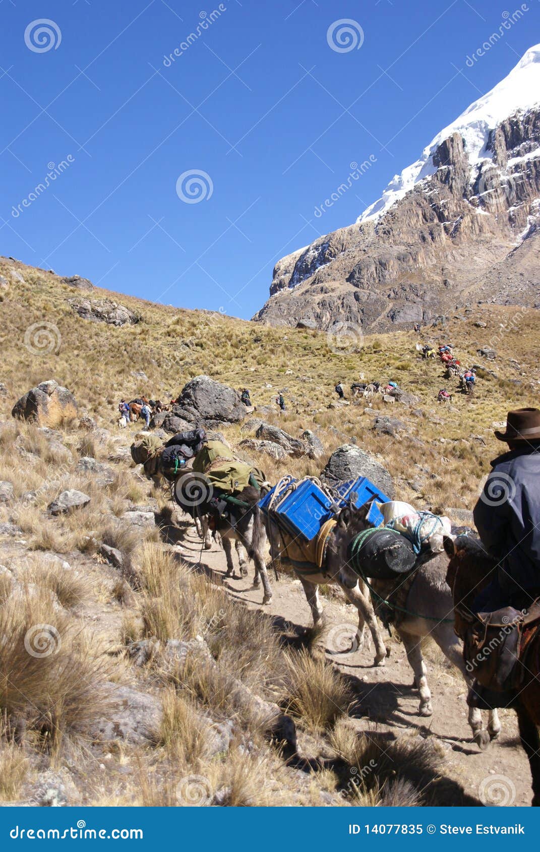 Train De Mule, Chargements De Transport Image stock - Image du âne ...