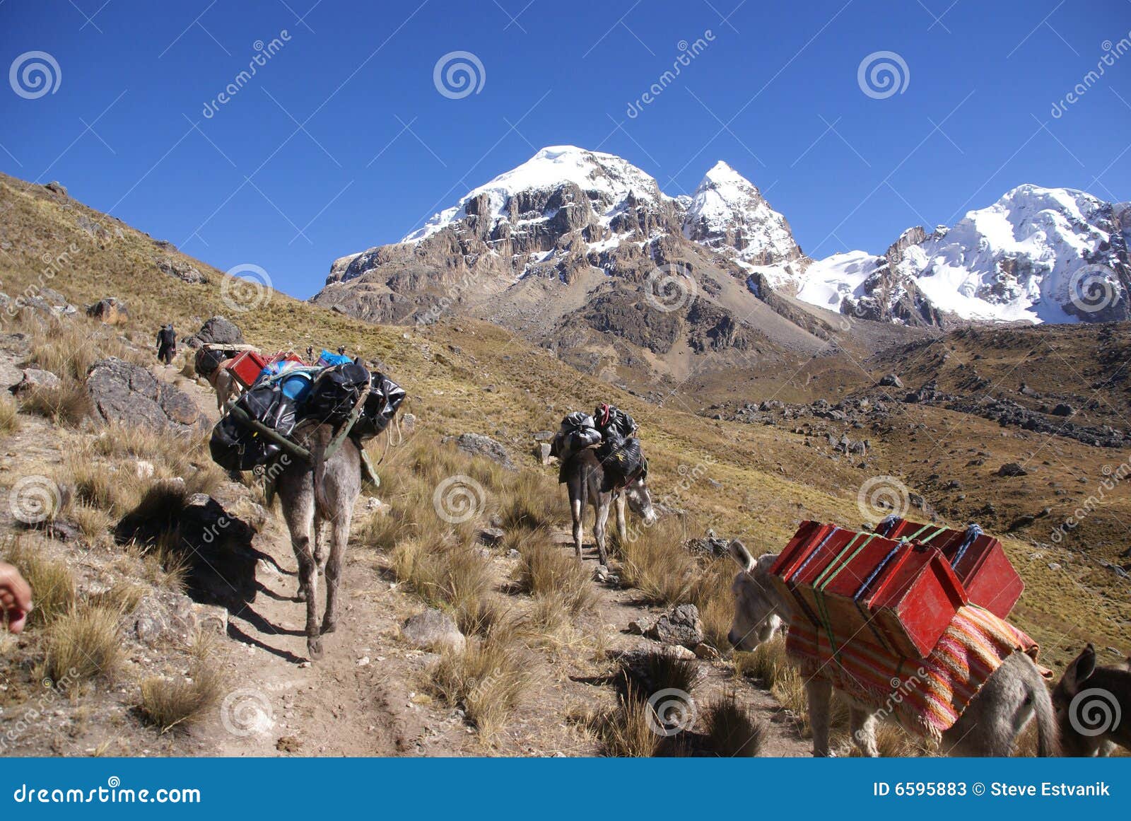 Train De Mule, Chargements De Transport Image stock - Image du voyage ...