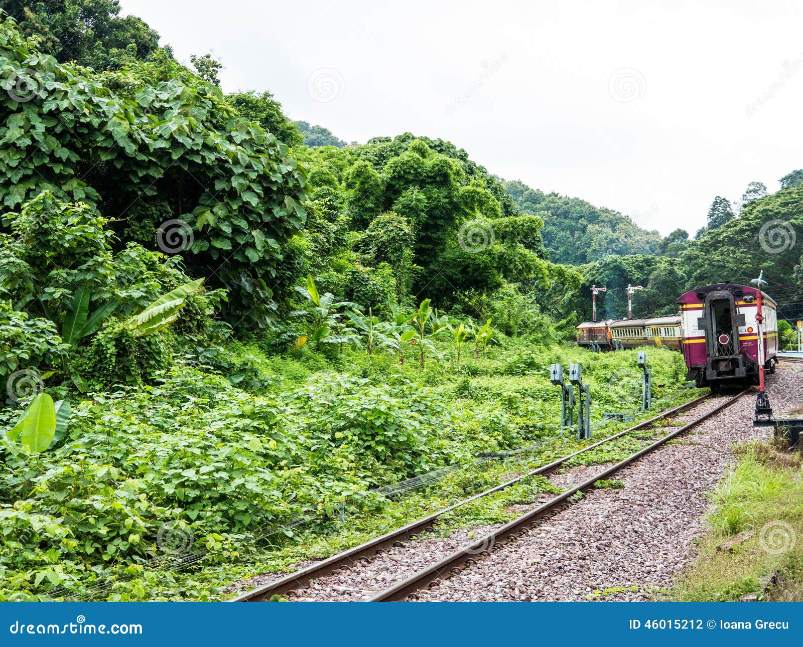 Train Going through the Jungle in Chiang Mai Editorial Photography ...