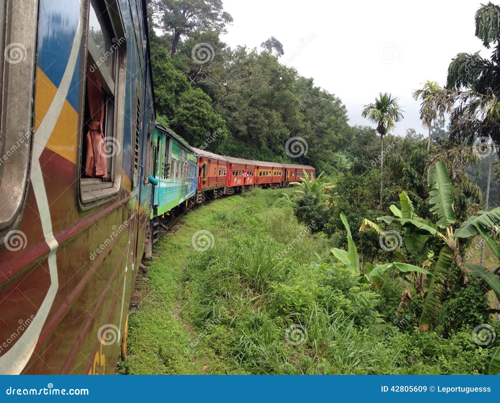 Train in the jungle stock image. Image of jungle, lanka - 42805609