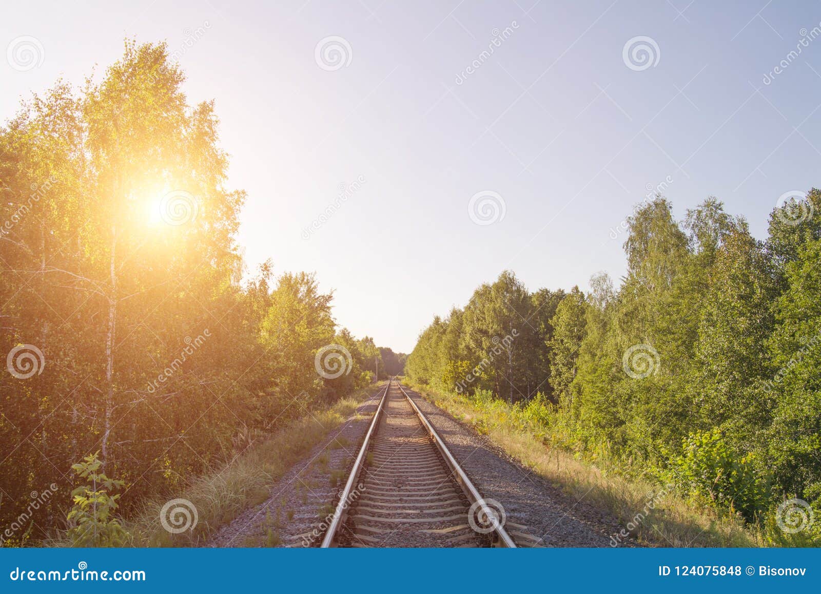Train rails in the forest stock photo. Image of rails - 124075848