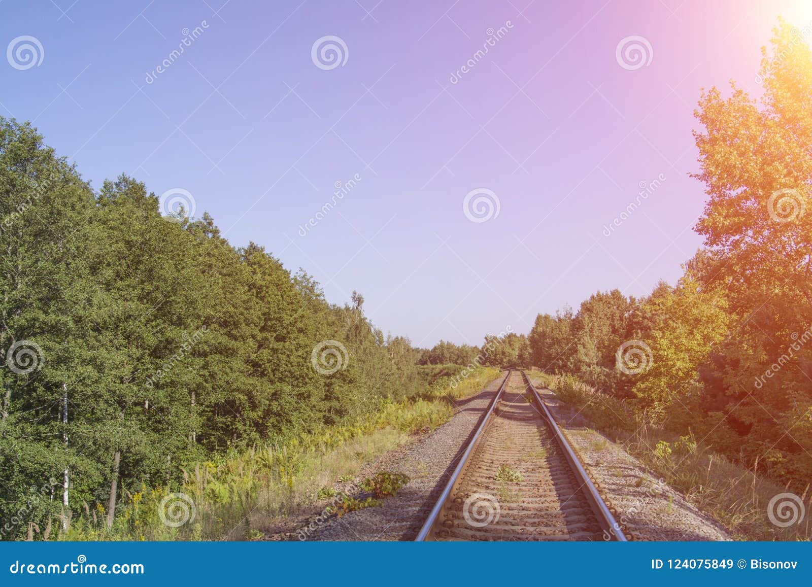 Train rails in the forest stock image. Image of curve - 124075849
