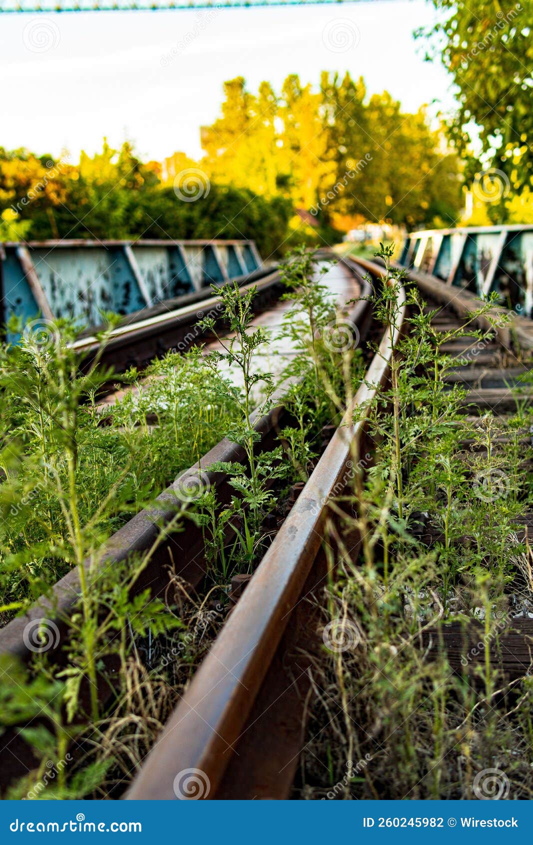 Train Rails Overgrown with Wild Plants Stock Photo - Image of direction ...