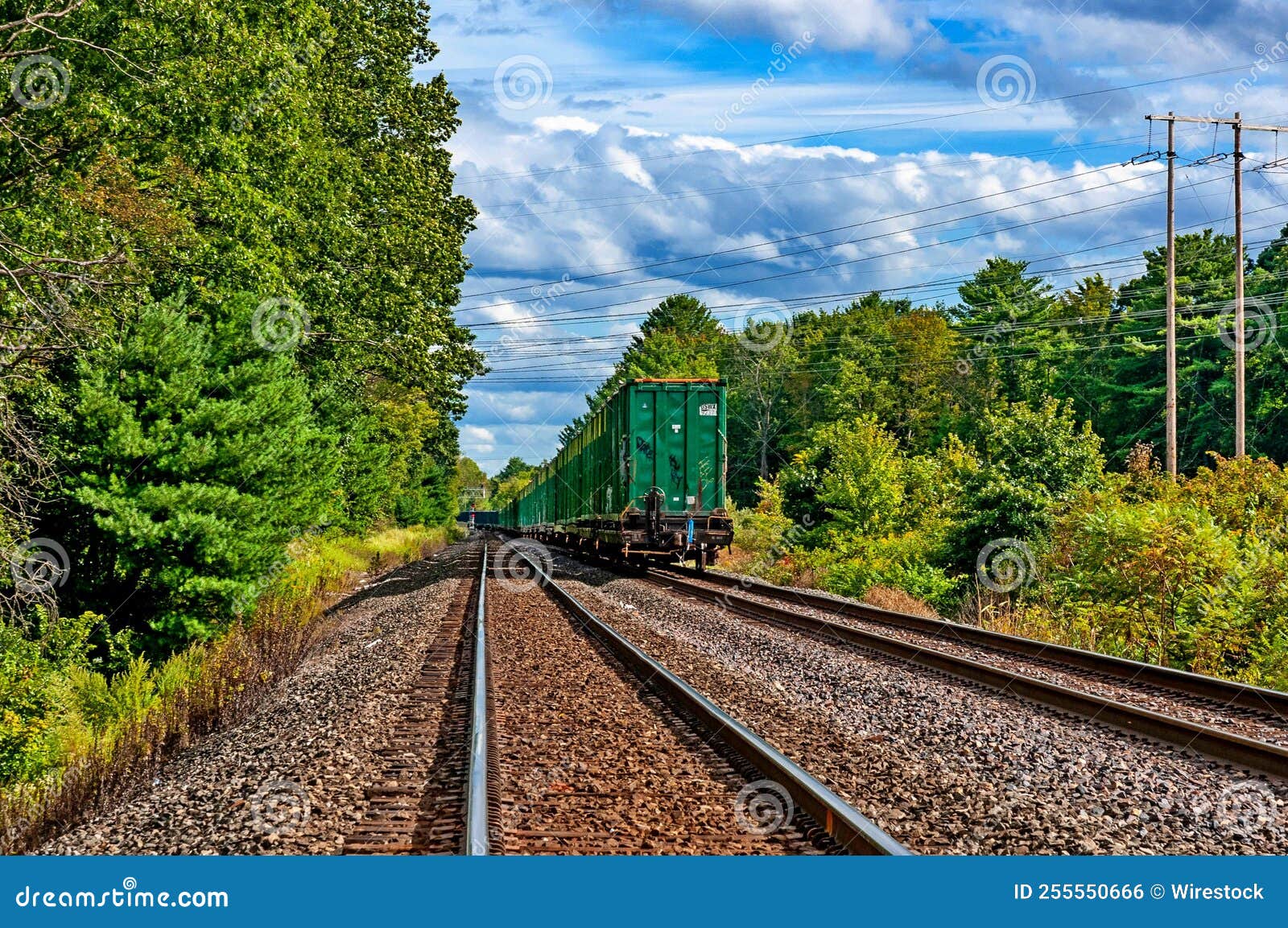 Railtracks with Beautiful Evergreen Trees Surrounding it Editorial ...