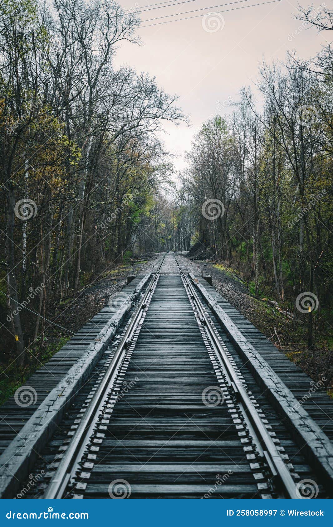 Train Railway with Tall Trees on the Side Stock Image - Image of ...