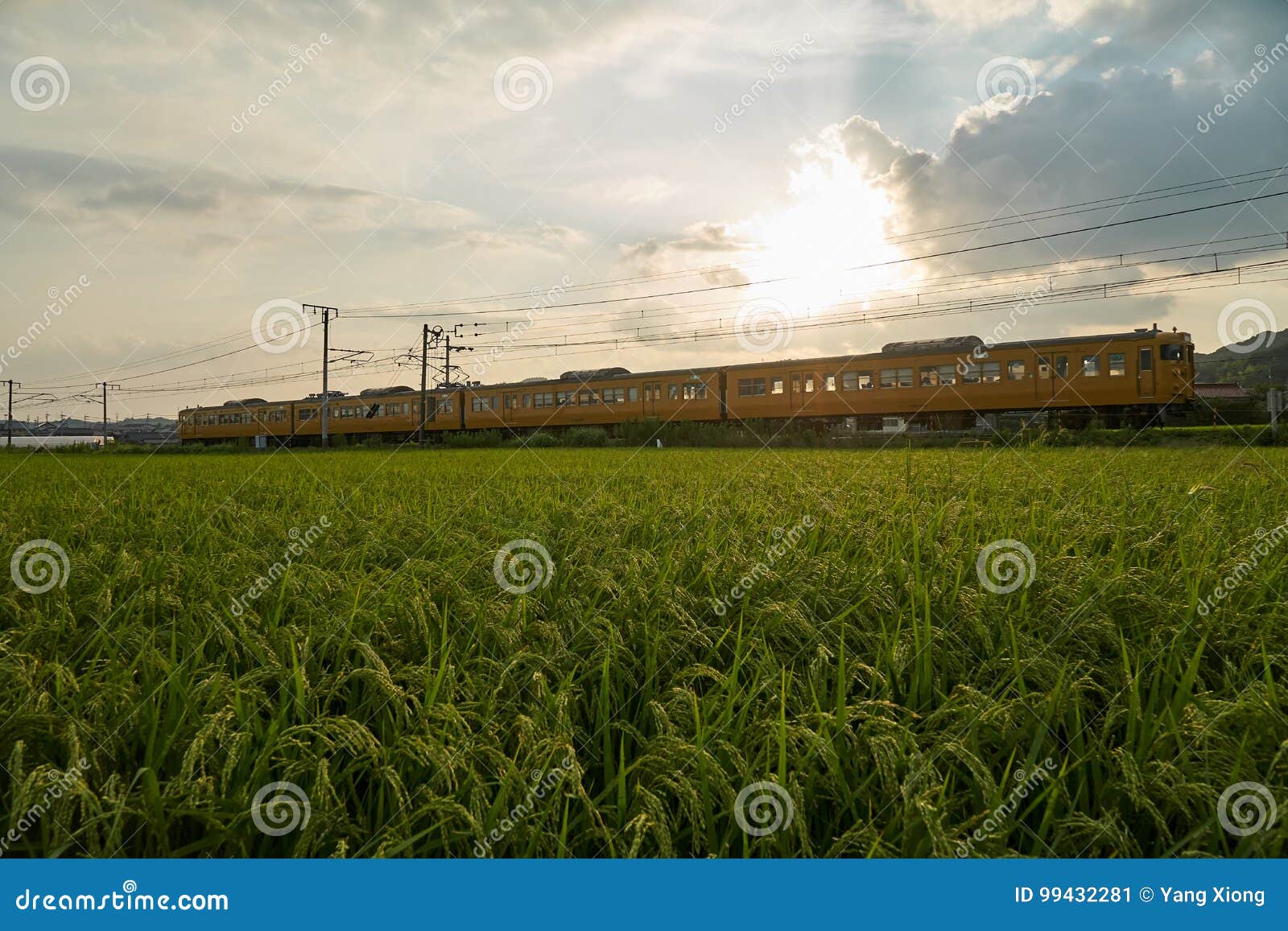 A Train Running through the Rice Field Stock Image - Image of railway ...