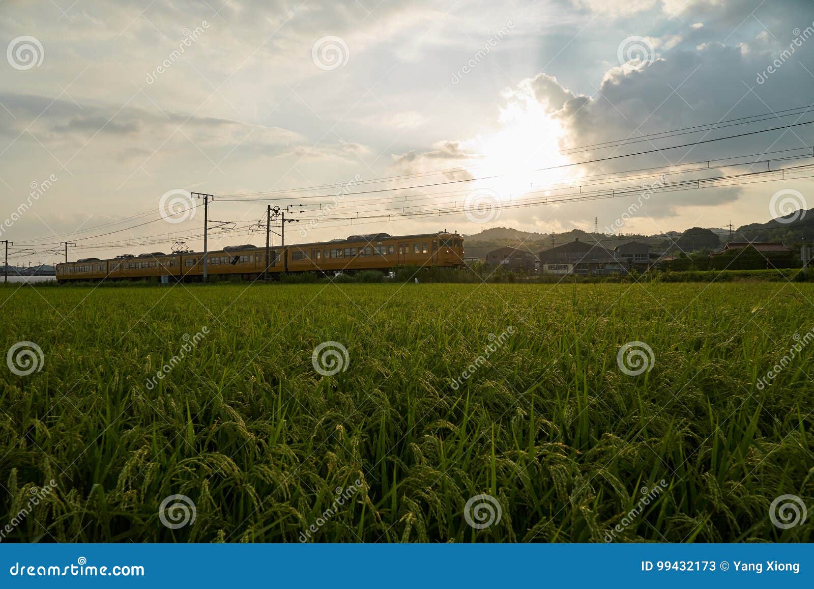 A Train Running through the Rice Field Editorial Stock Photo - Image of ...
