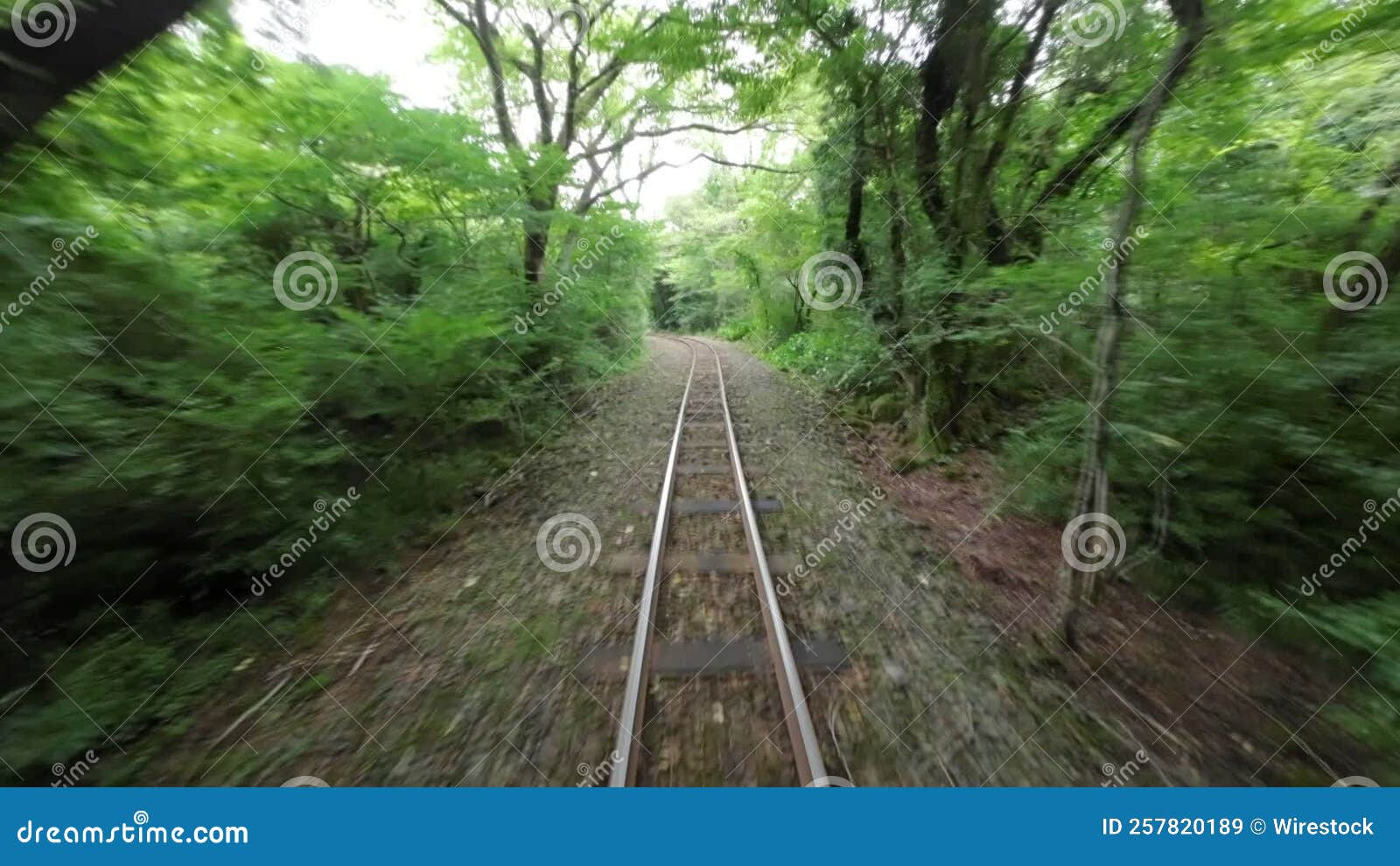 Train Track Going through a Dense Forest Stock Video - Video of track ...