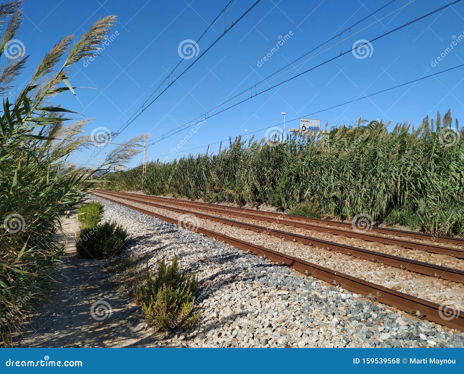 Train Track among Greenery on a Sunny Summer Day Stock Photo - Image of ...