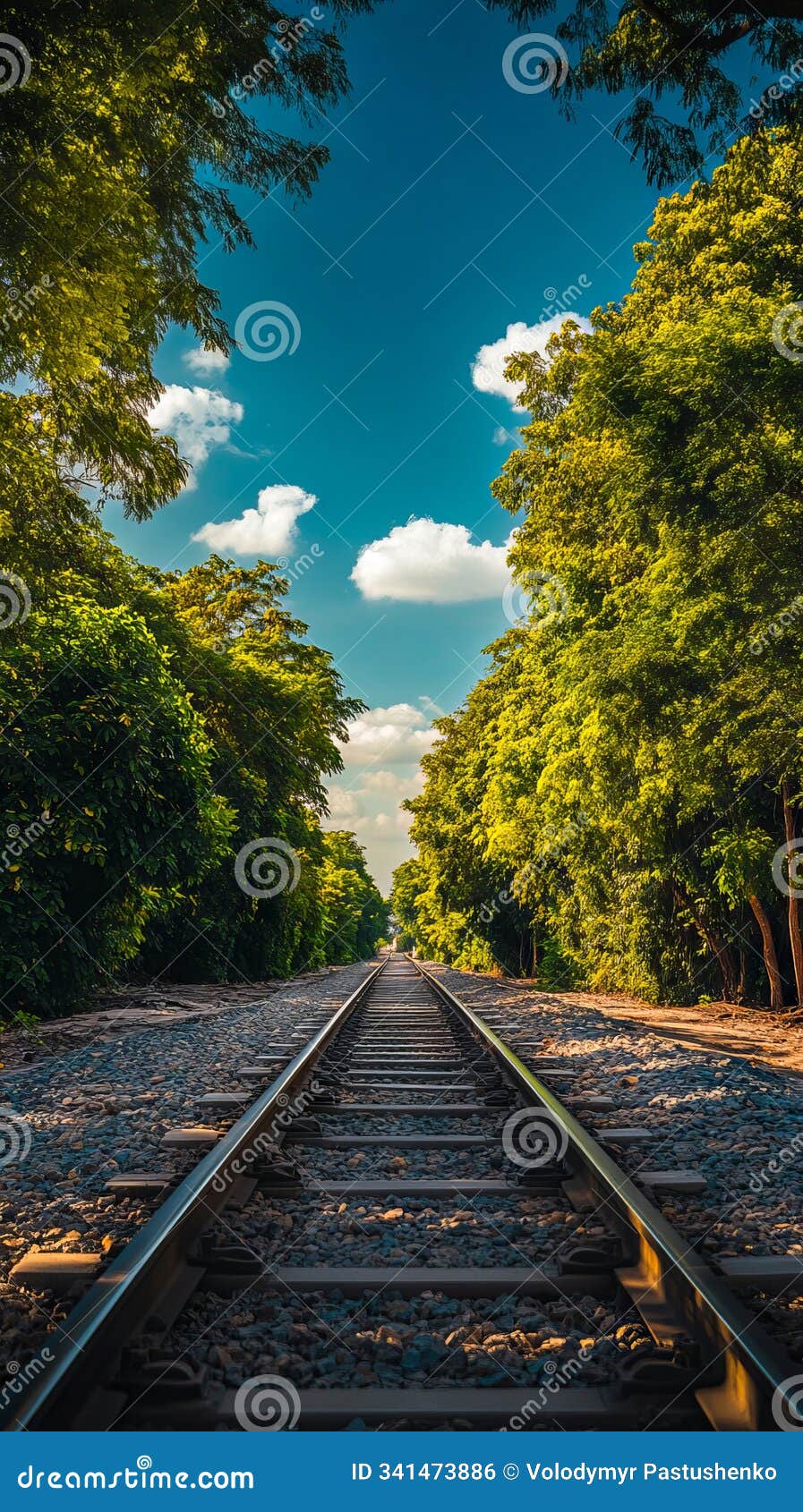 A Train Track in the Middle of a Forest with Trees on Both Sides Stock ...
