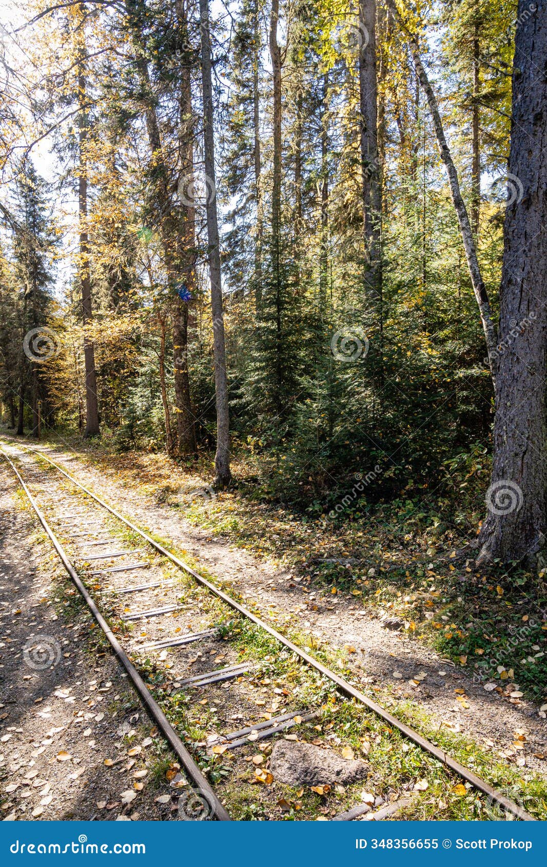 A Train Track is Surrounded by Trees and Leaves Stock Image - Image of ...