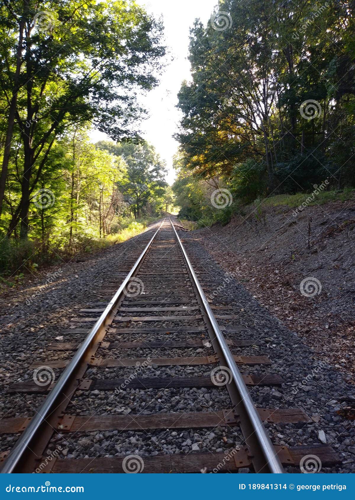 Train Tracks through the Forest Stock Photo - Image of plant, sunlight ...