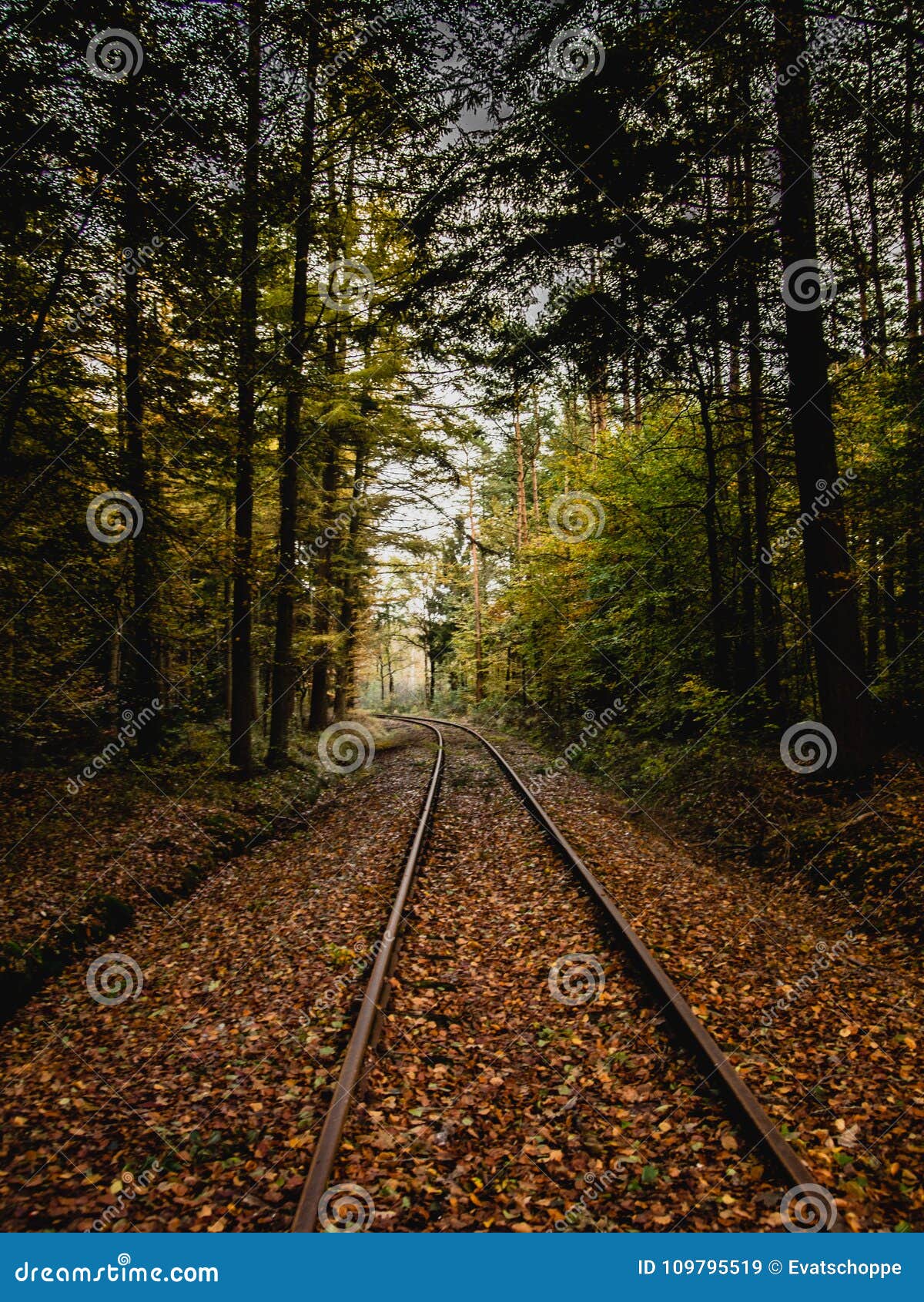 Train Tracks through a German Forest in Autumn Stock Image - Image of ...