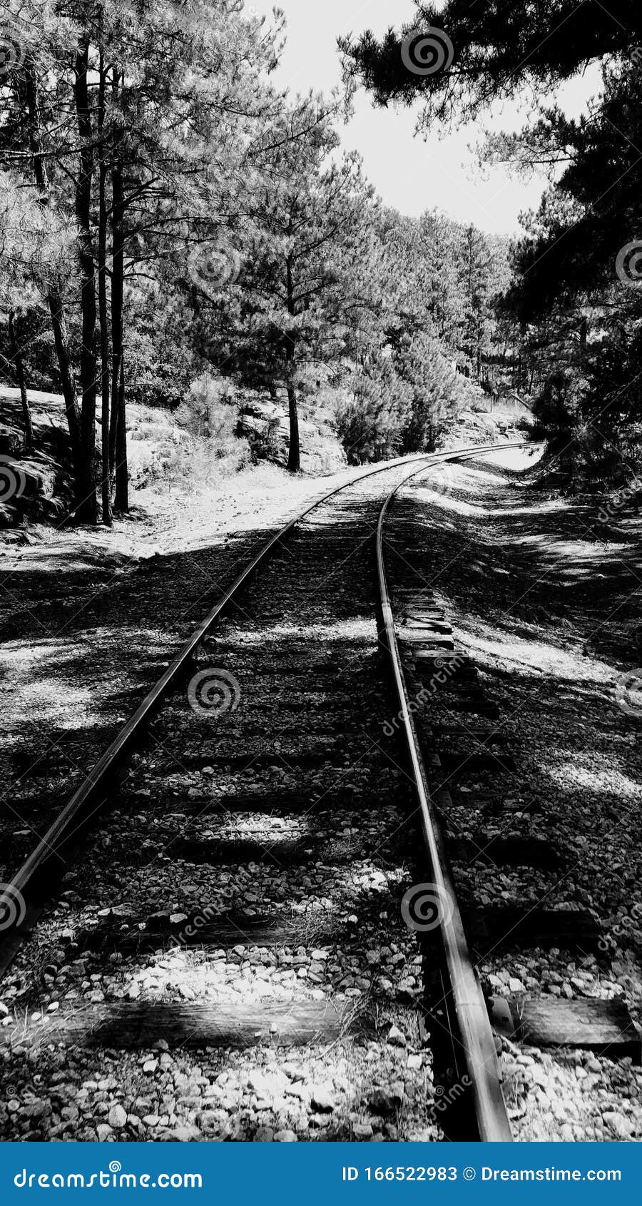 Train tracks in nature stock image. Image of nature - 166522983