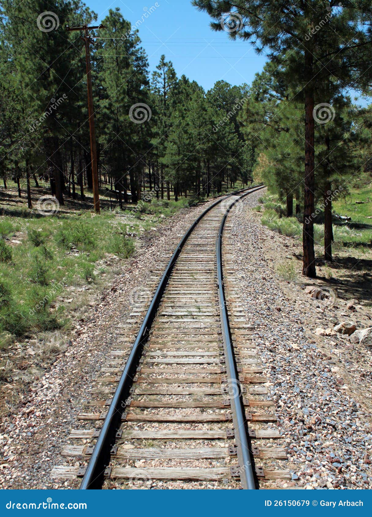 Train Tracks through a Pine Forest Stock Image - Image of shrub, rocks ...