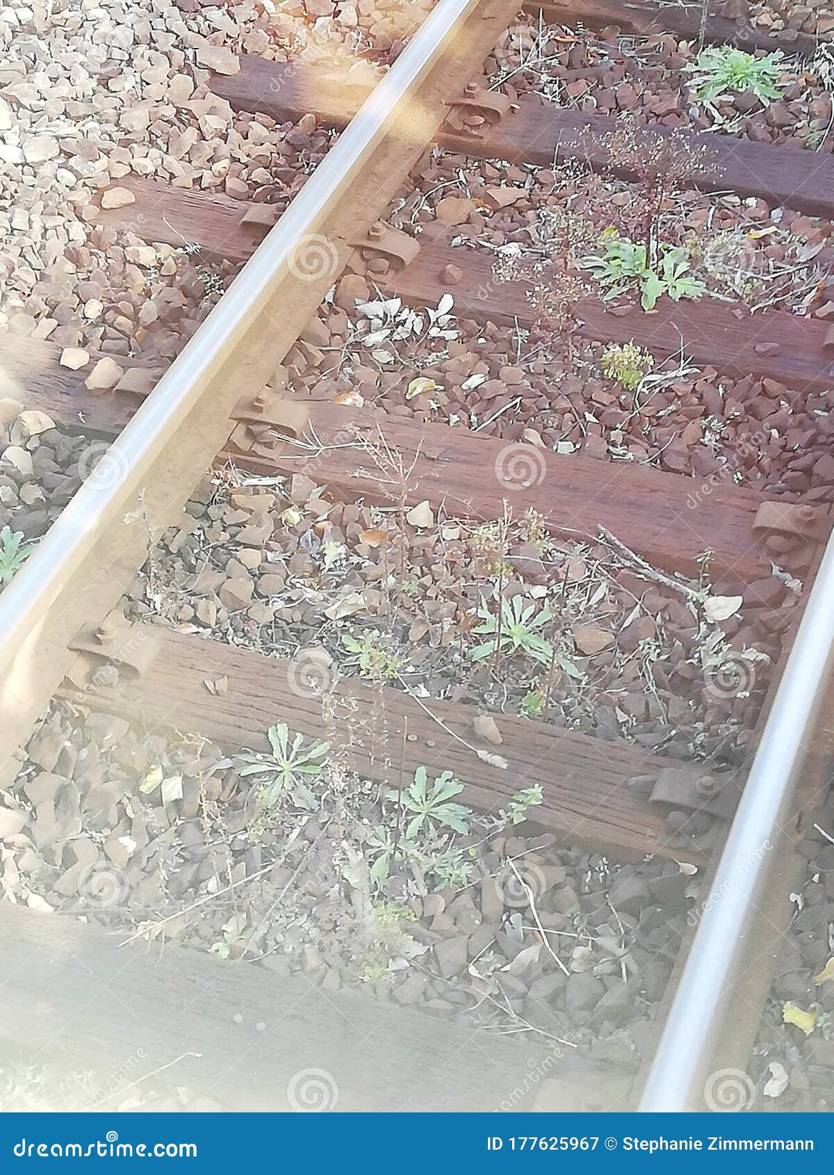 Train tracks with Plants stock image. Image of plant - 177625967