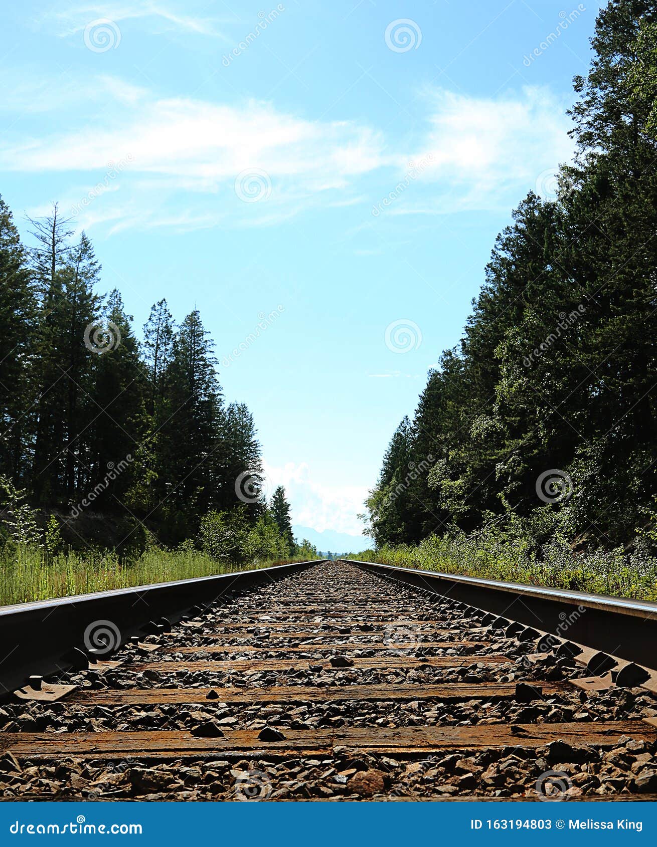 Train Tracks with Trees on Both Sides Stock Image - Image of commute ...