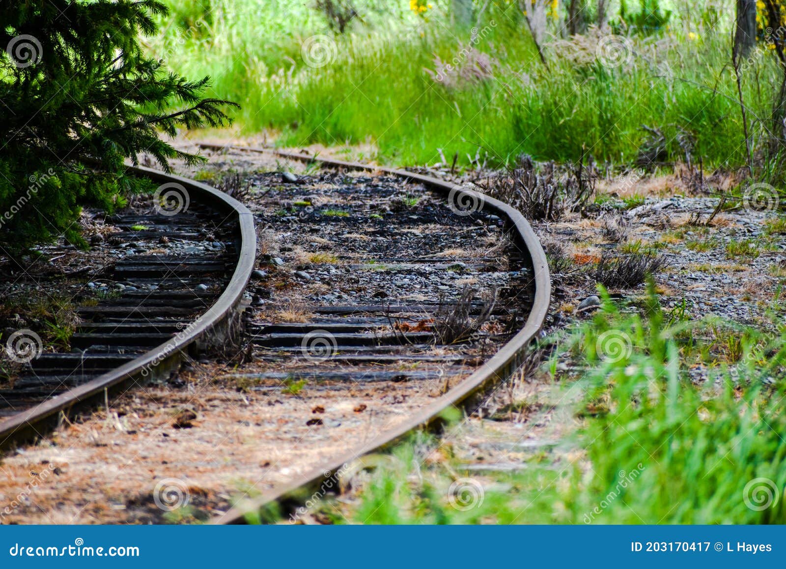 Train tracks in the trees stock image. Image of waterway - 203170417