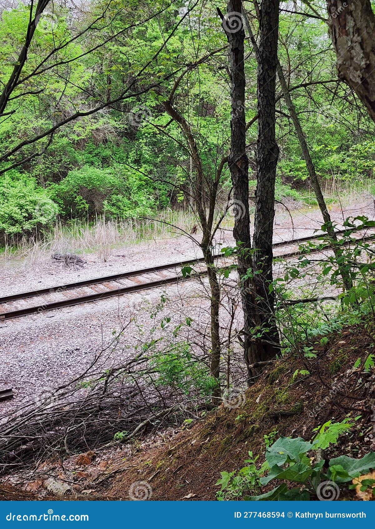 Train tracks in the woods stock photo. Image of train - 277468594