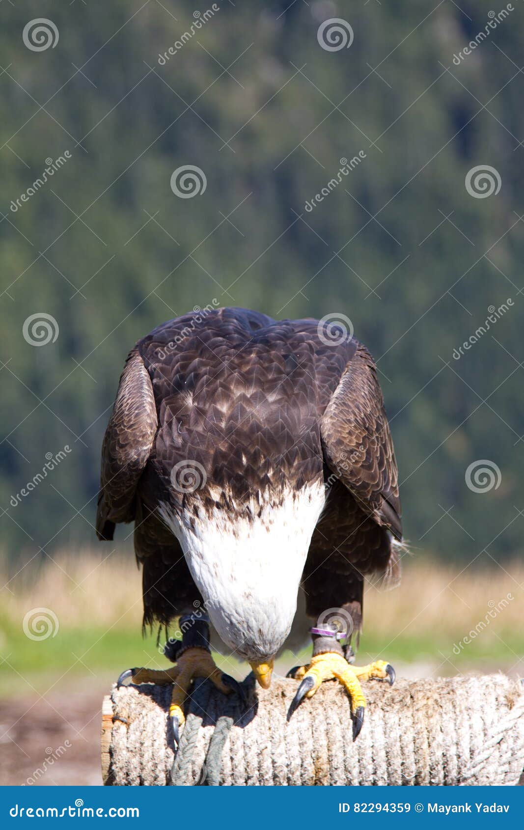 A Trained Bald Eagle Looking Down. Shot at the Grouse Mountain ...