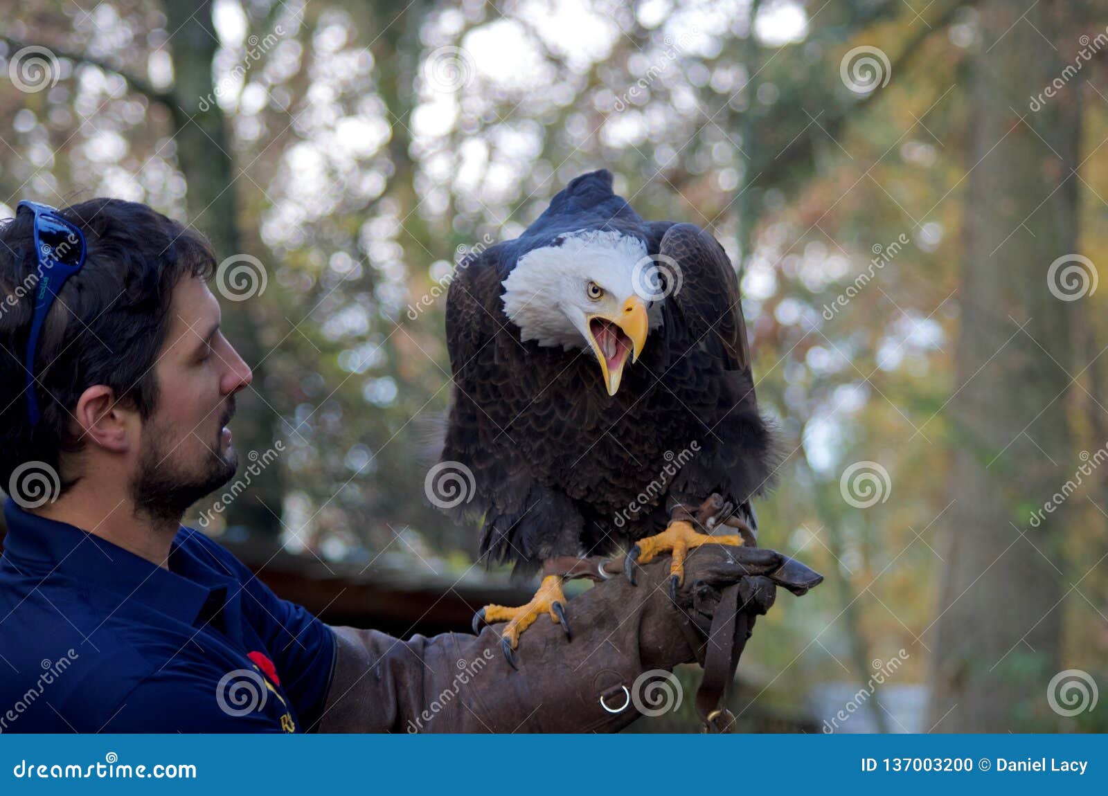 Trained Bald Eagle Sits on Its Handler`s Arm and Calls with Open Beak ...