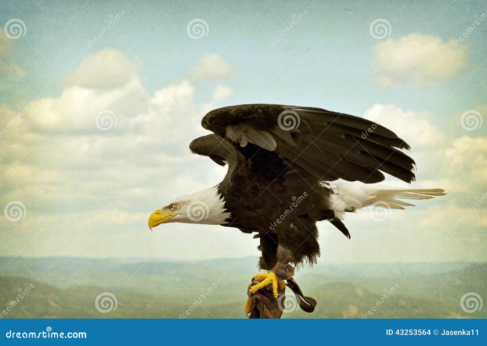 Trained Bald Eagle - Textured Stock Photo - Image of scenic, hand: 43253564