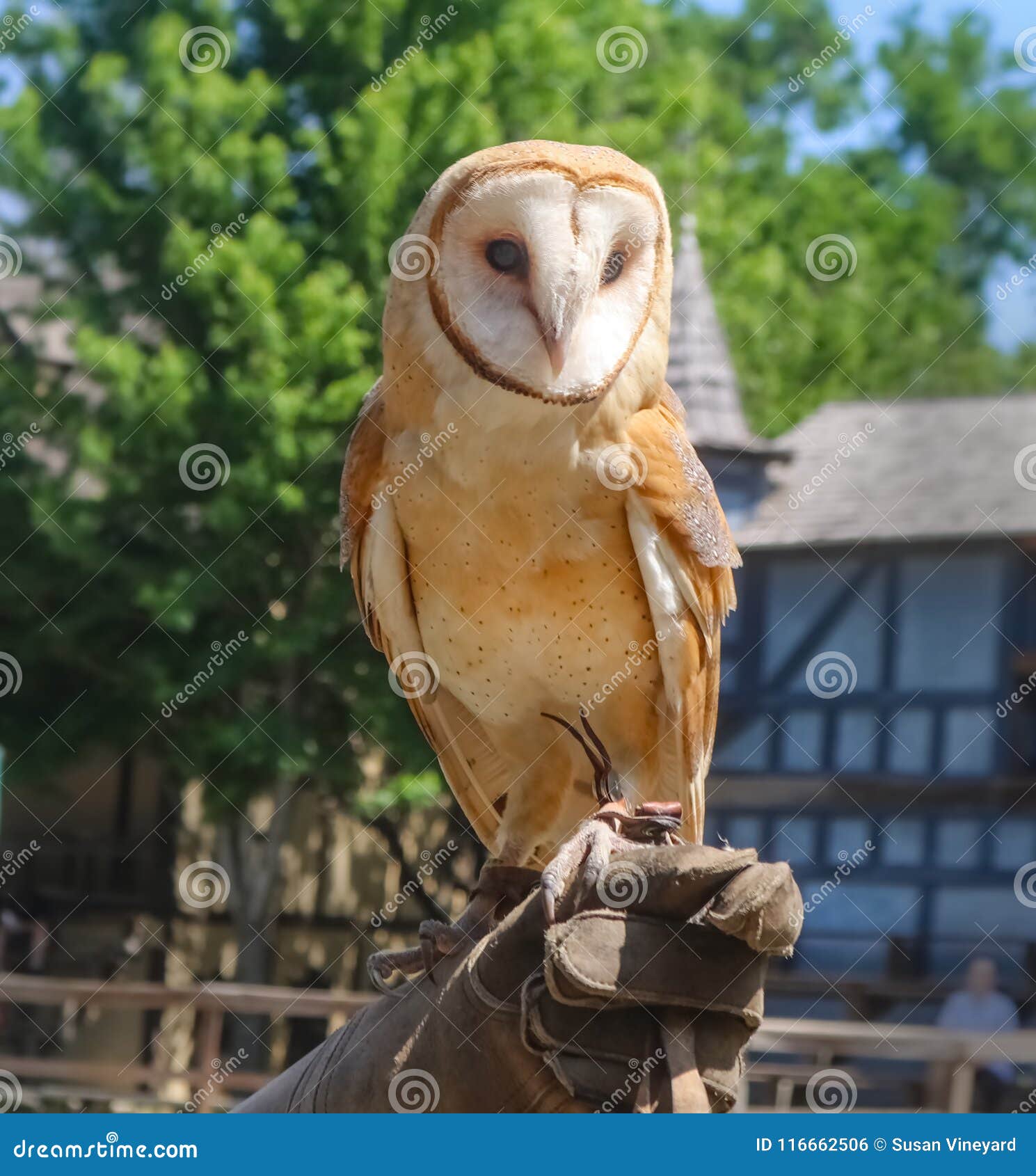 Trained Barn Owl in Captivity Perching on Gloved Hand of Trainer Stock ...