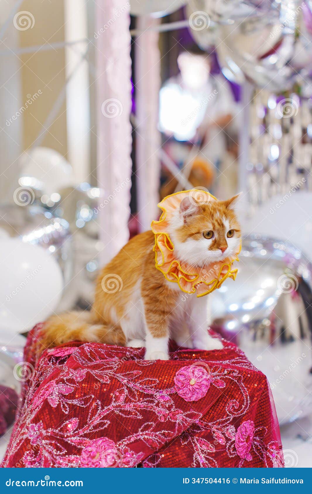 Trained Cat in Stage Costume at a Circus Performance Stock Photo ...