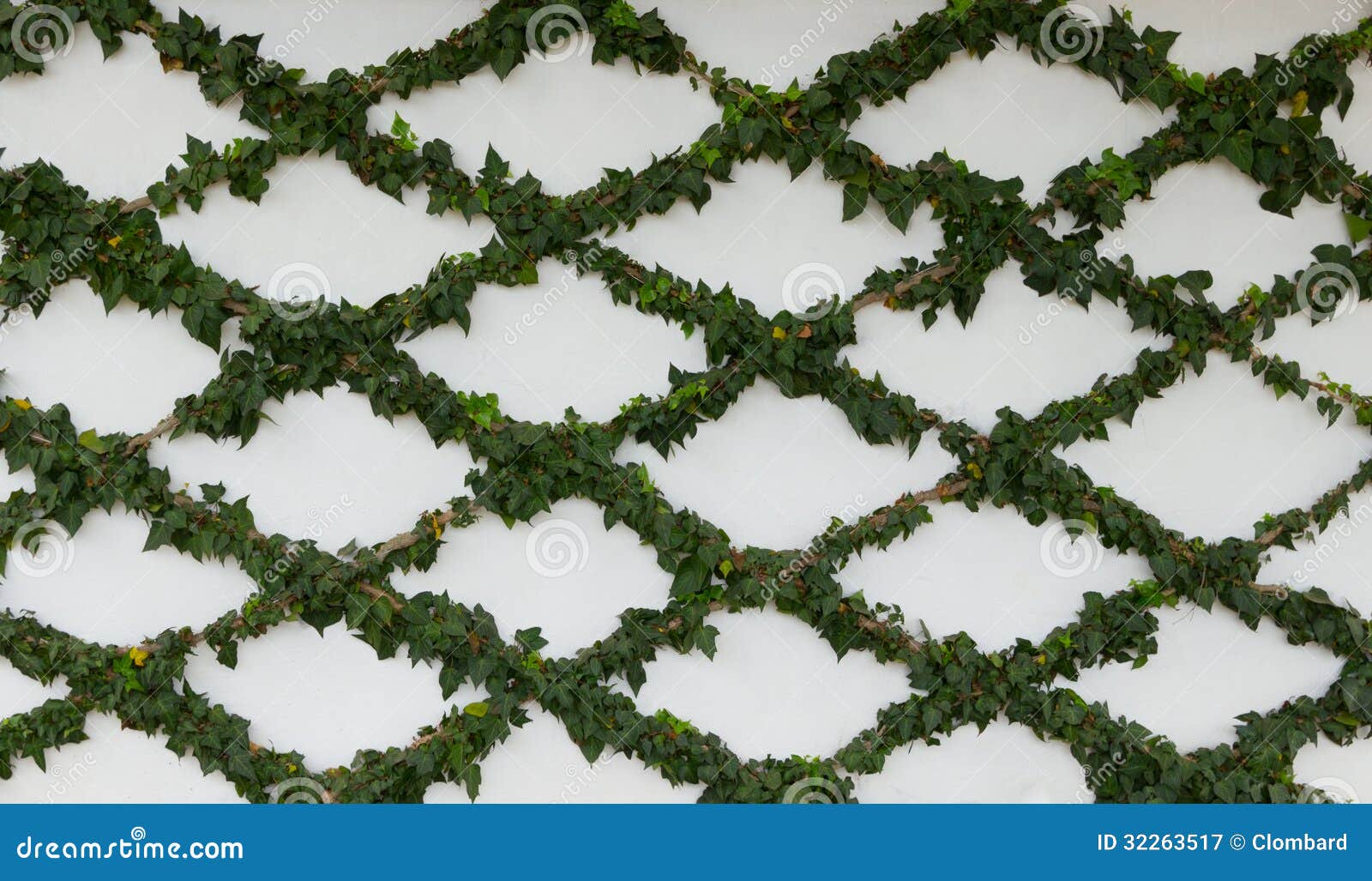 Trained climbing ivy stock image. Image of greenness - 32263517