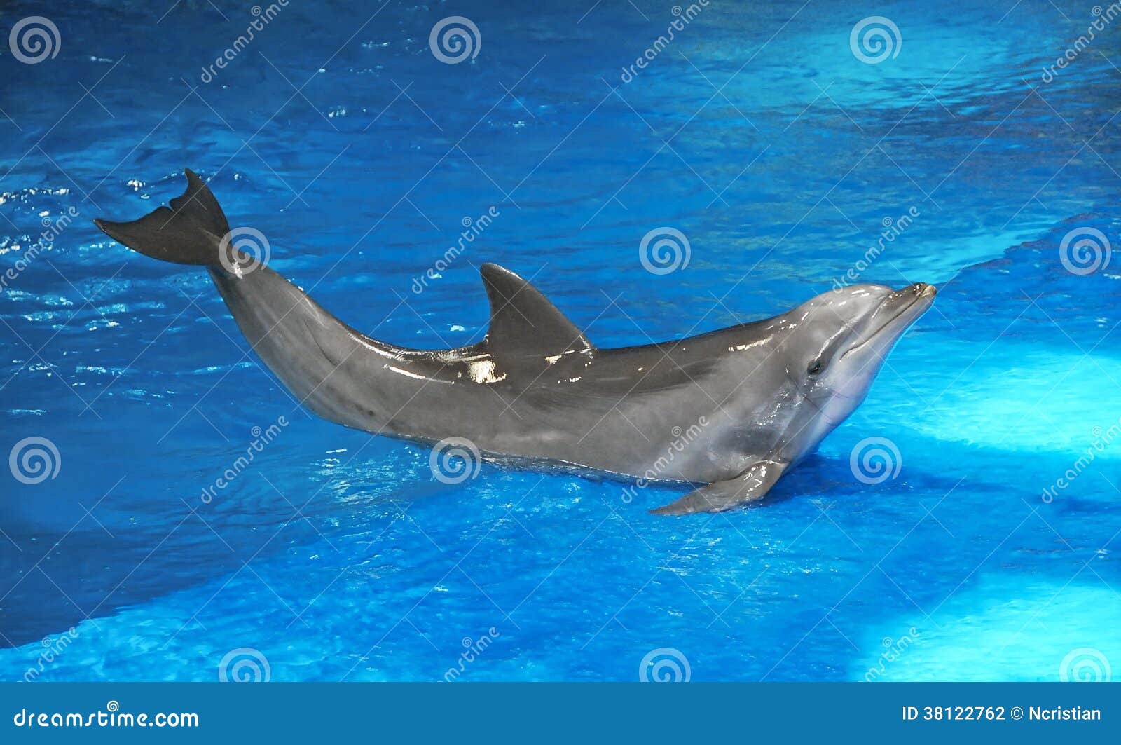 Trained dolphin stock photo. Image of mammal, nature - 38122762