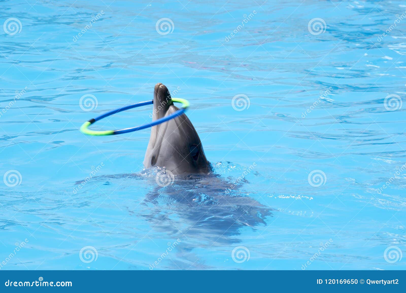 Trained dolphin stock photo. Image of smooth, trained - 120169650
