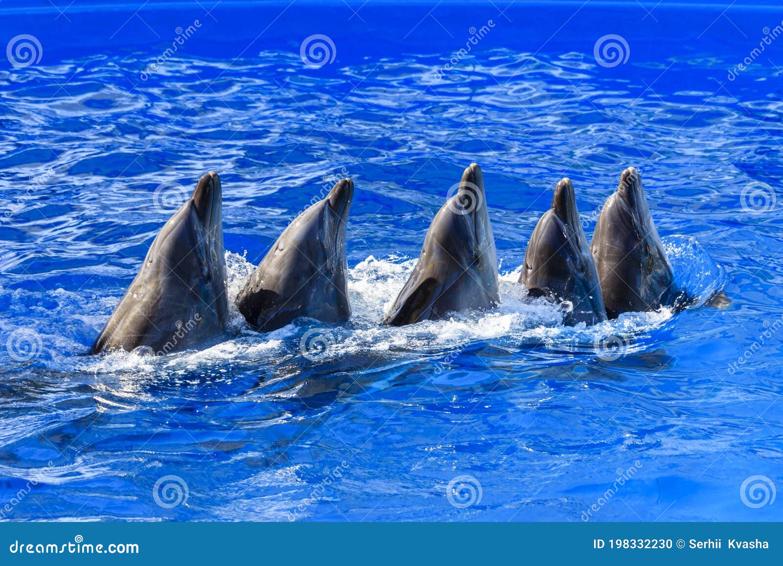 Trained Dolphins in Dolphinariums. Show with Dolphins Stock Photo ...