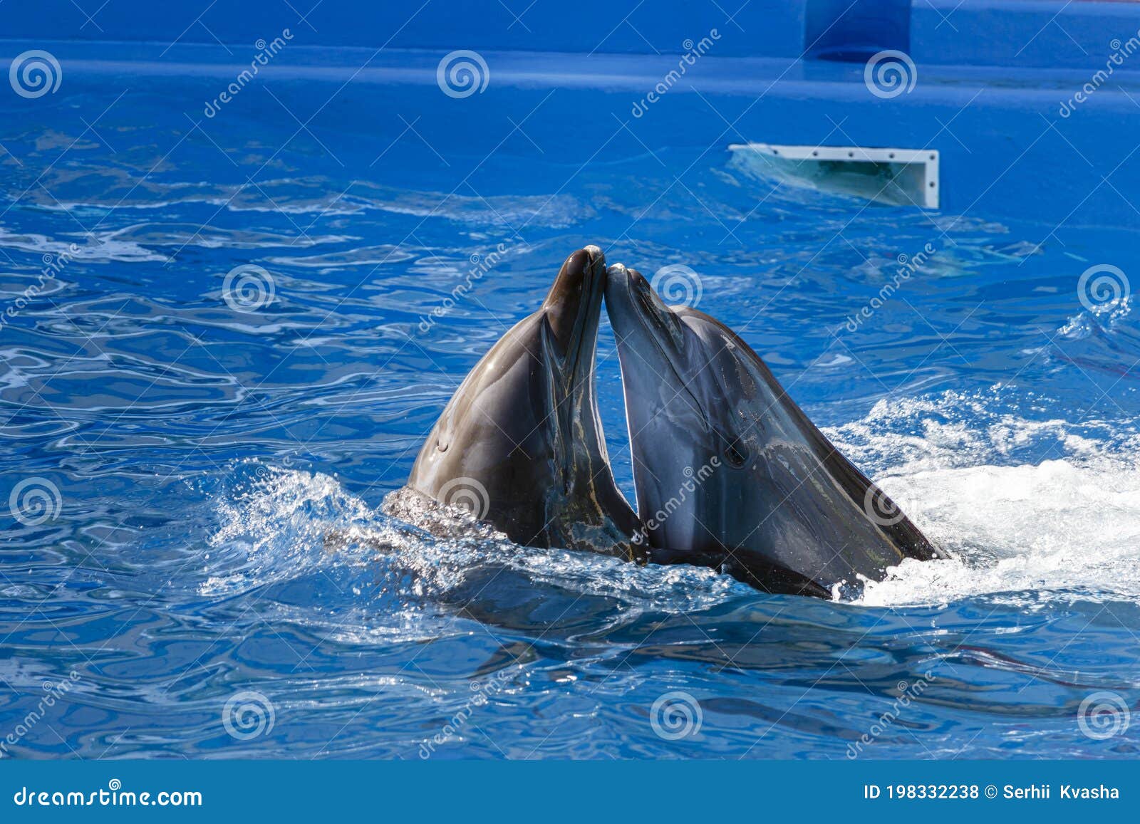 Trained Dolphins in Dolphinariums. Show with Dolphins Stock Photo ...